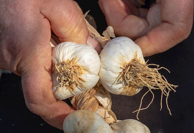 Bulb Vegetables of the World: 40 Bulb Vegetable Types | TasteAtlas