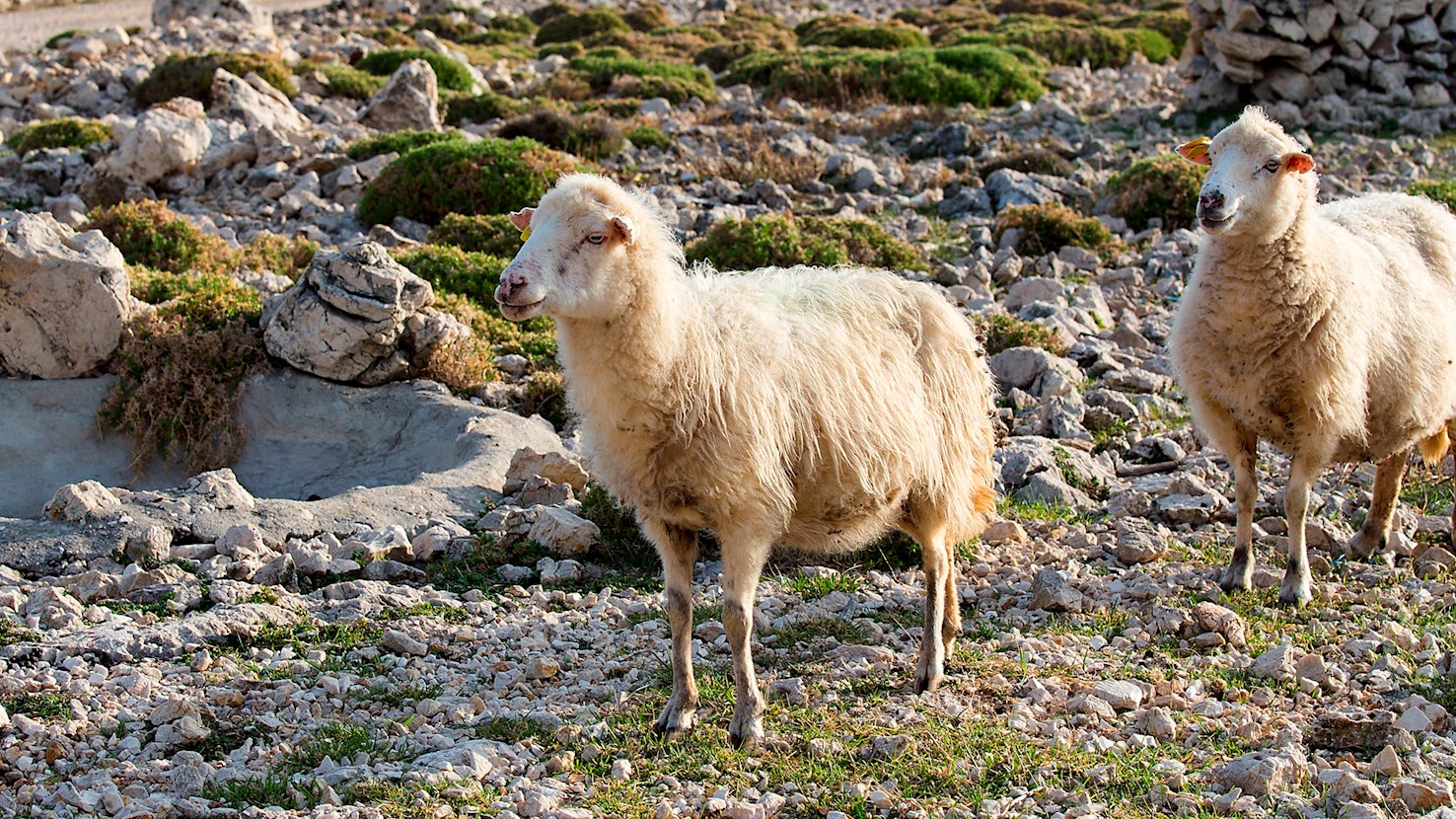 Top 50 Lambs in the World - TasteAtlas