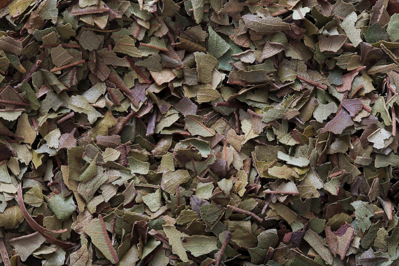 Lemon Myrtle | Local Herb From Queensland, Australia