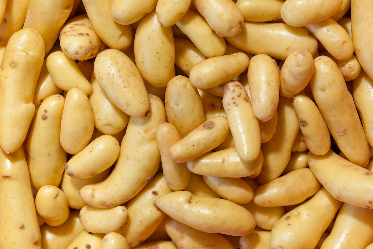 Russian Banana Fingerling | Local Potato From Russia, Eastern Europe