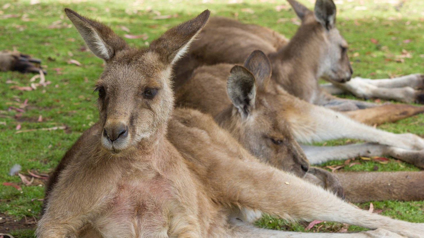 5 Best Fresh Meats in Australia - TasteAtlas
