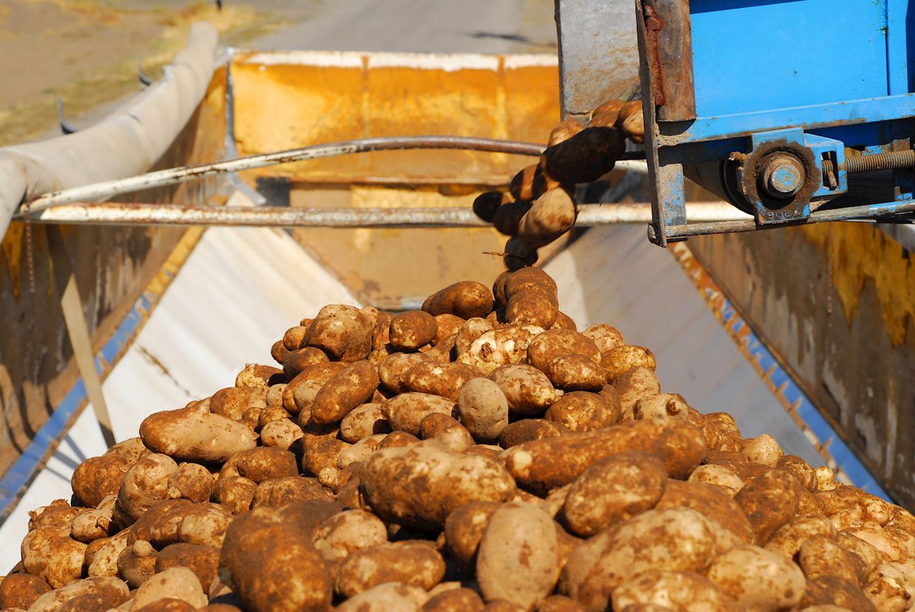Idaho Potatoes | Local Potato From Idaho, United States of America