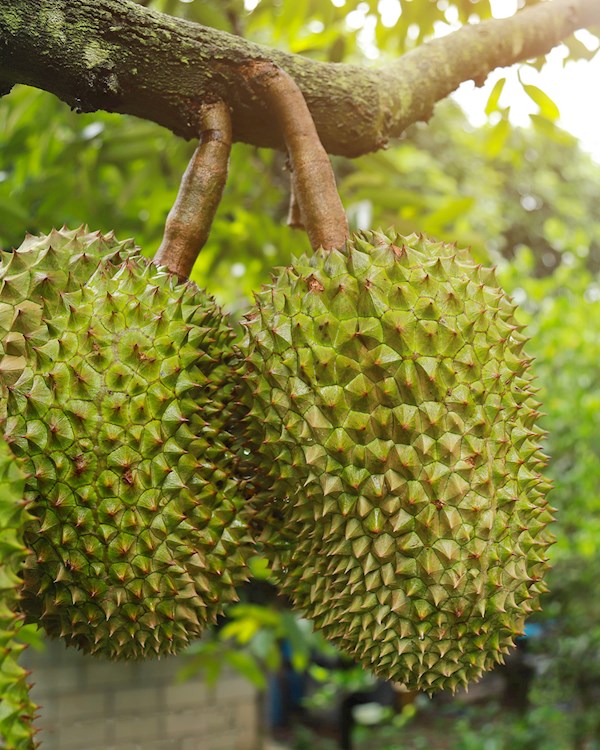 Durian Raja Kunyit In Chinese