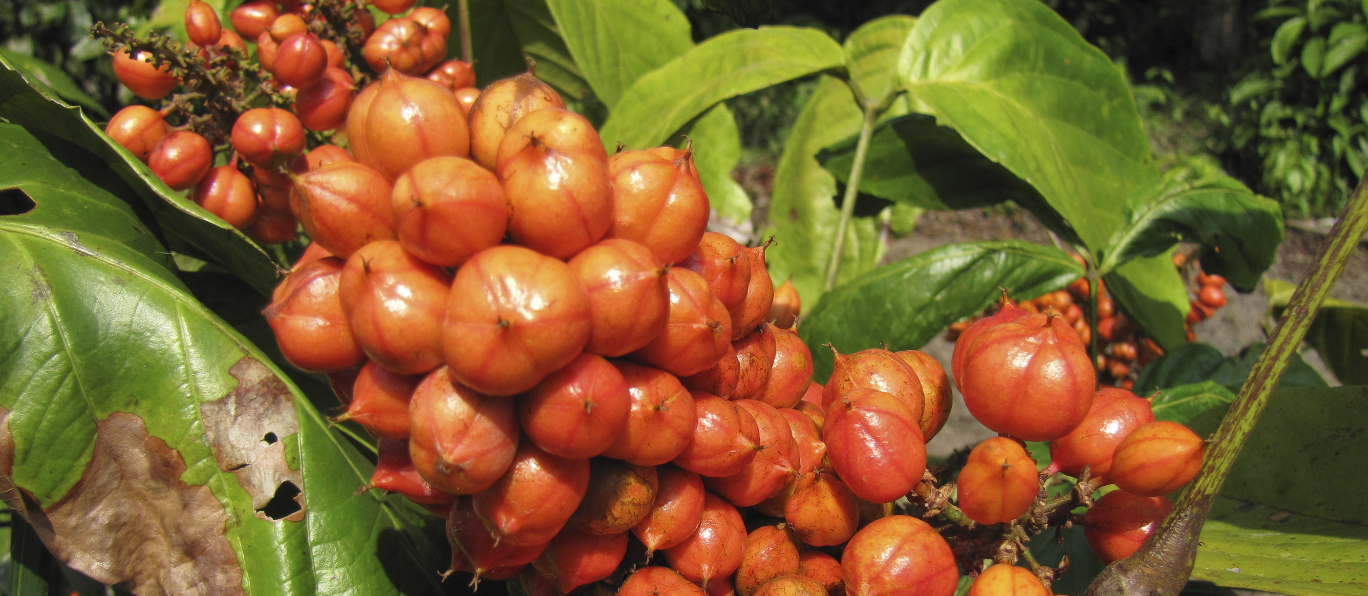 Sateré-Mawé Native Waranà | Local Plant From Amazonas, Brazil