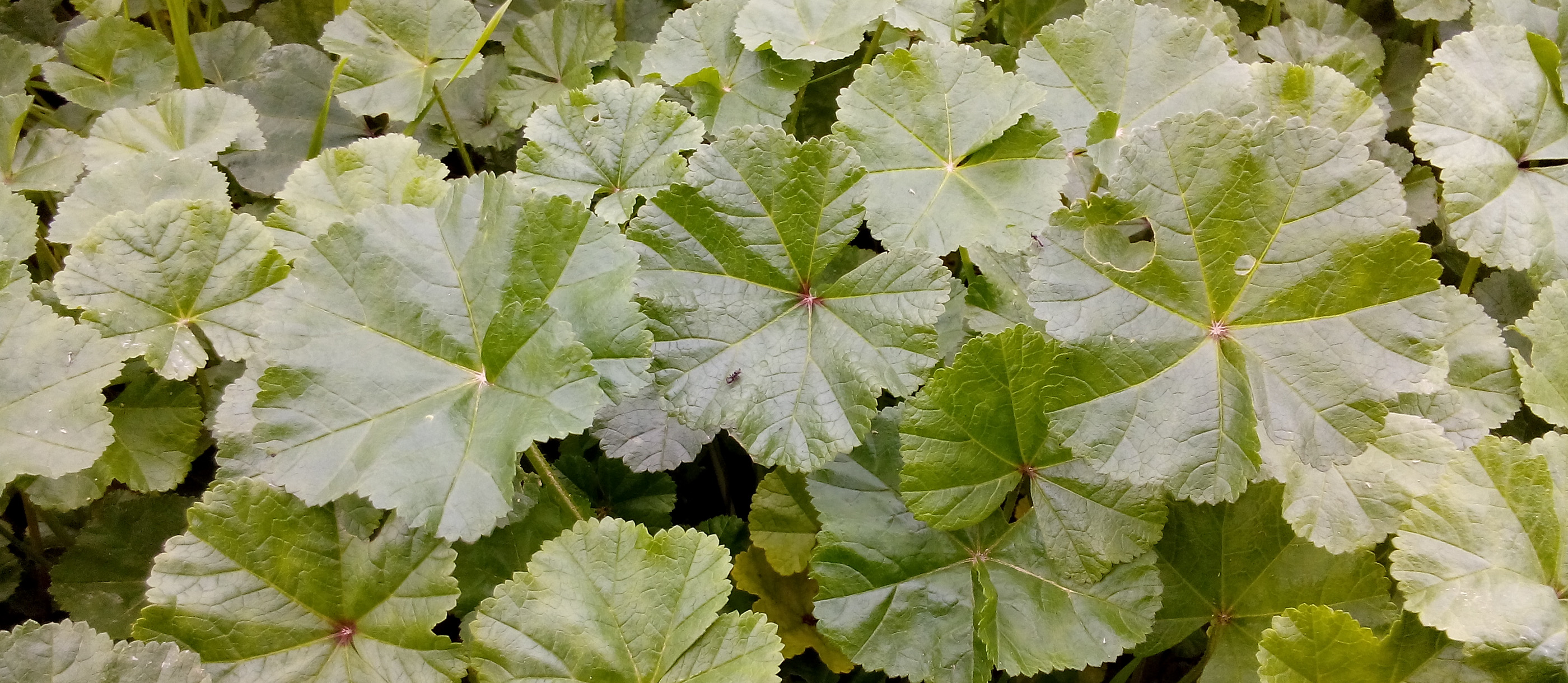 Khobbeizeh | Local Plant From Jordan