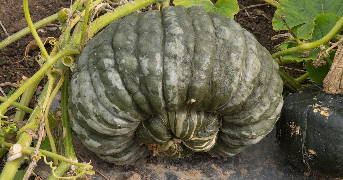 Zucca Mantovana | Local Pumpkin From Province of Mantua, Italy