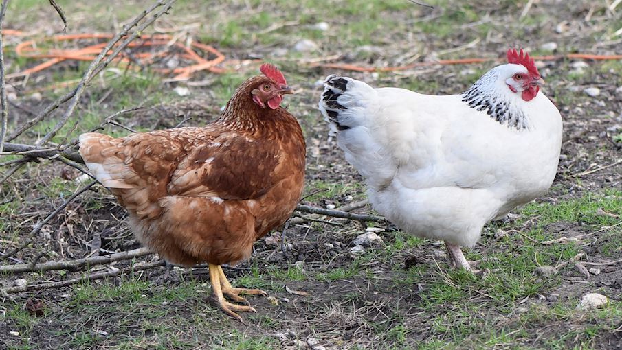 5 Best Poultries in Occitanie - TasteAtlas