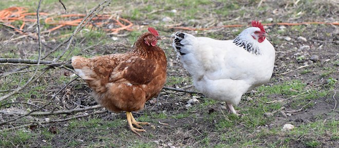 French Poultry: 43 Poultry Types in France | TasteAtlas