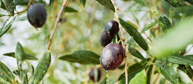 Italian Olives: 9 Olives Types in Italy | TasteAtlas