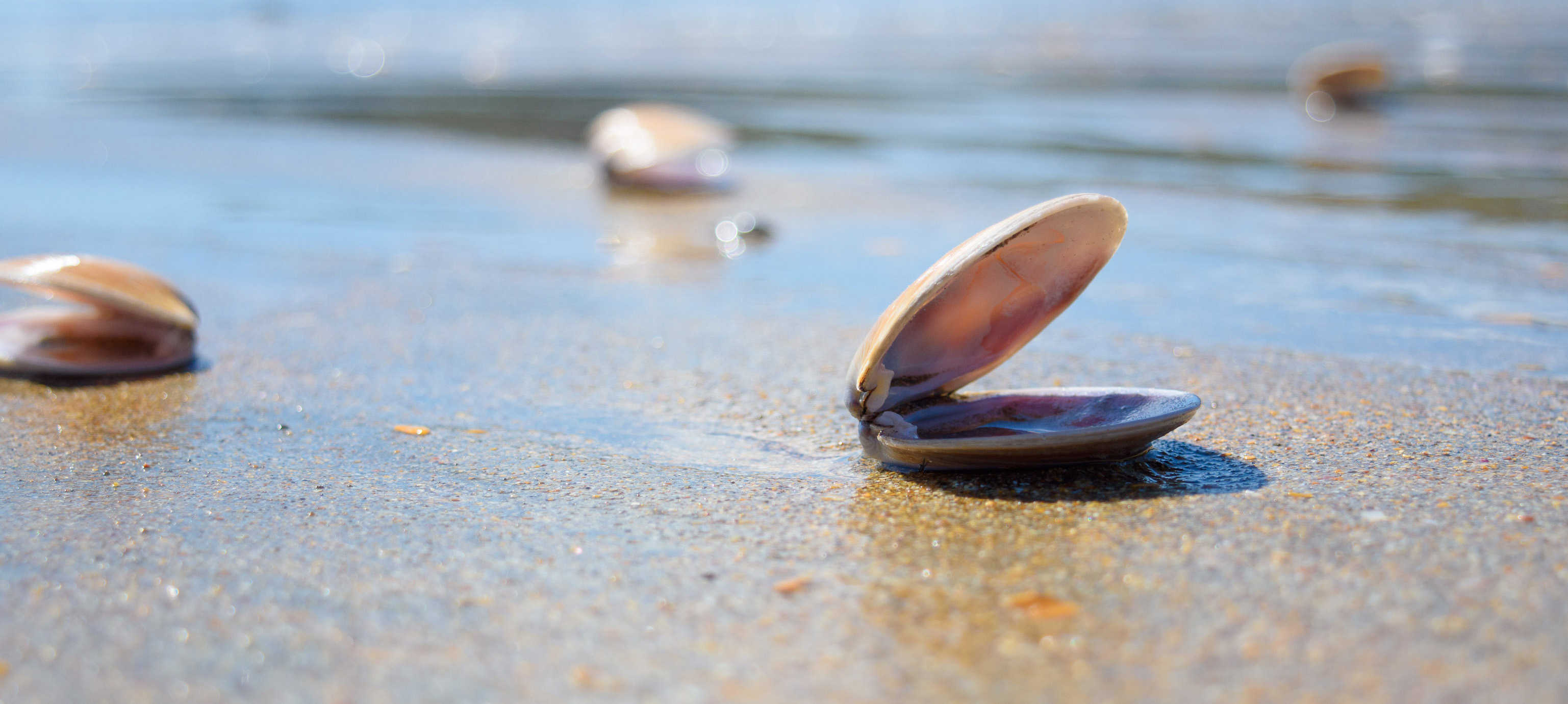 Tuatua | Local Clams From New Zealand