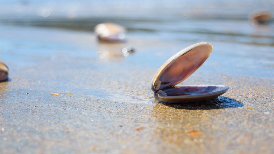 50 Most Popular Shellfish in the World - TasteAtlas