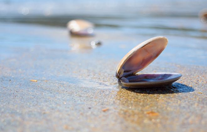 Shellfish of the World: 47 Shellfish Types | TasteAtlas