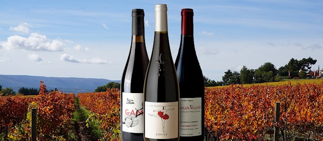 Red Grapes of the World: 69 Red Grapes Types | TasteAtlas