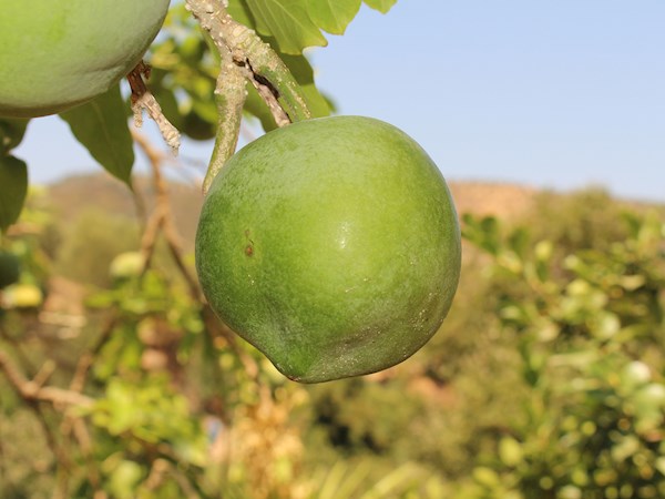 3 Most Popular Turkish Fruits (types And Products) - TasteAtlas