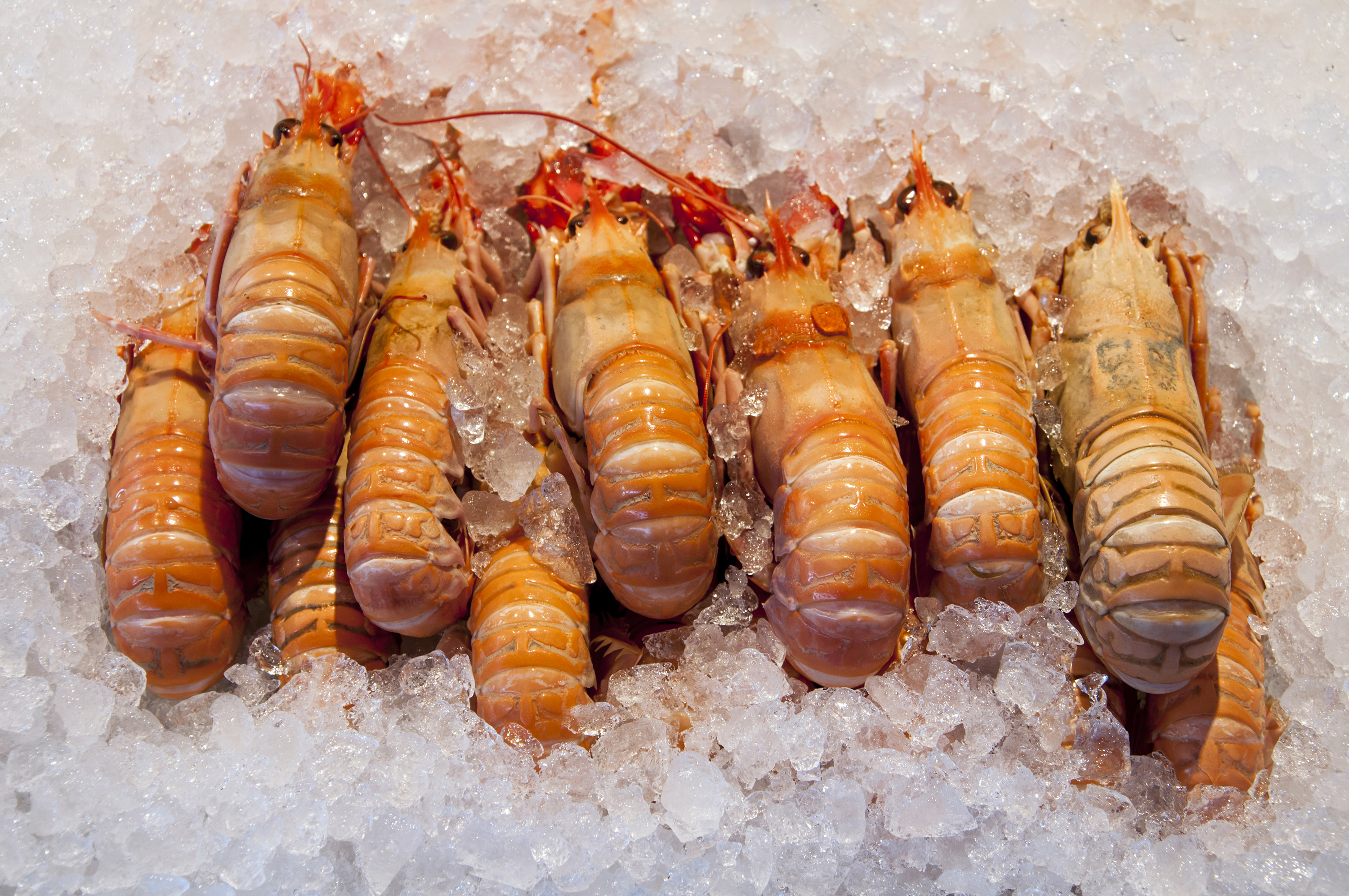 Norwegian Lobster | Local Lobster From Norway, Northern Europe