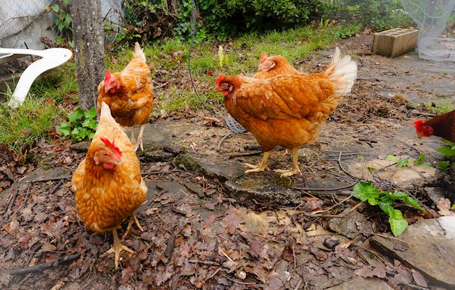 Poultries of the World: 52 Poultry Types | TasteAtlas