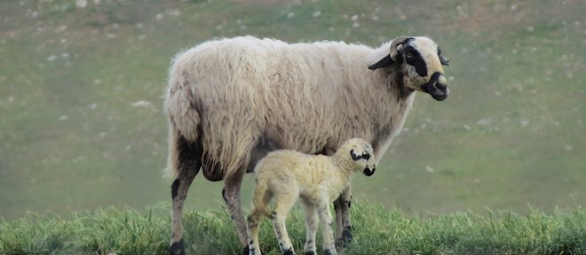 Lambs of the World: 49 Lamb Types | TasteAtlas