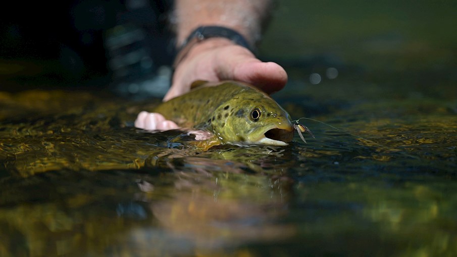 7 Best Fish in Germany - TasteAtlas