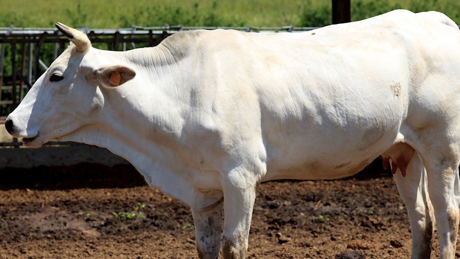 4 Best Beef Cattle Breeds in Italy - TasteAtlas