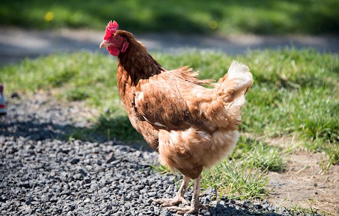 Poultries of the World: 52 Poultry Types | TasteAtlas