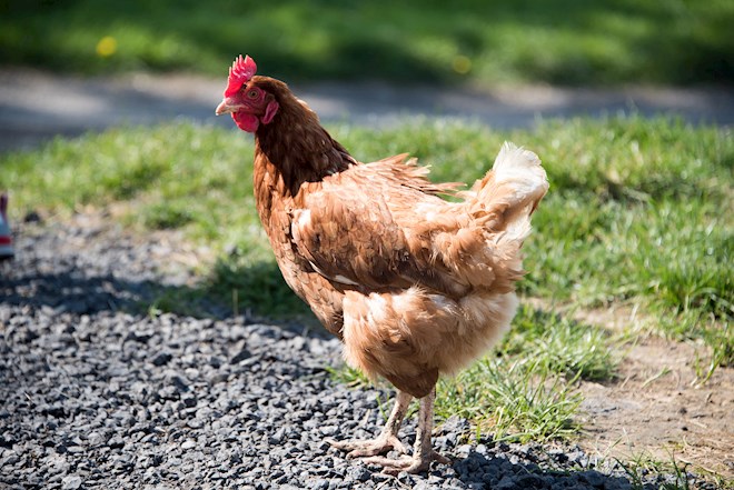 Poultry of the World: 56 Poultry Types | TasteAtlas