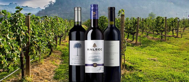 Red Grapes of the World: 69 Red Grapes Types | TasteAtlas