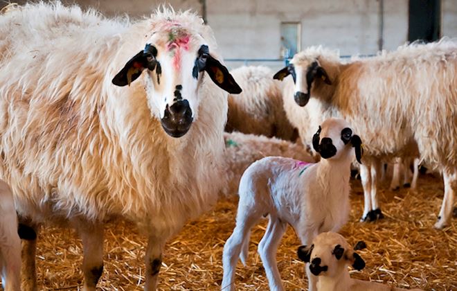 Lambs of the World: 46 Lamb Types | TasteAtlas