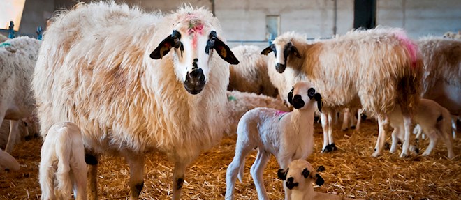 Lambs of the World: 49 Lamb Types | TasteAtlas