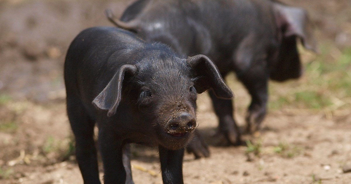 Morava Pig | Local Pork From Serbia, Southeastern Europe