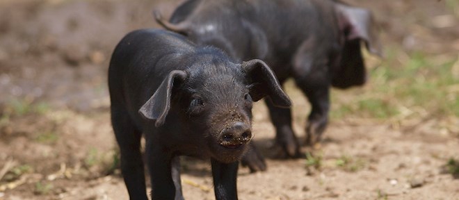 Porks of the World: 26 Pork Types | TasteAtlas
