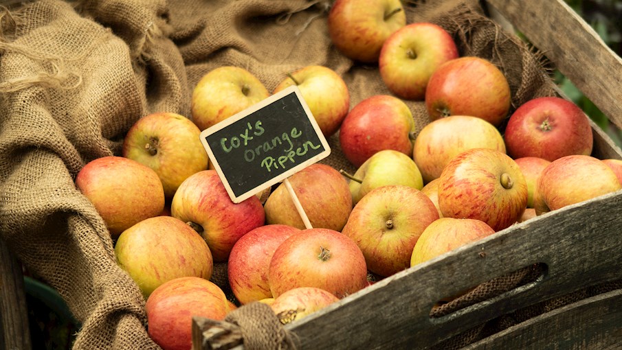 50 Most Popular European Fruits (Types and Products) - TasteAtlas