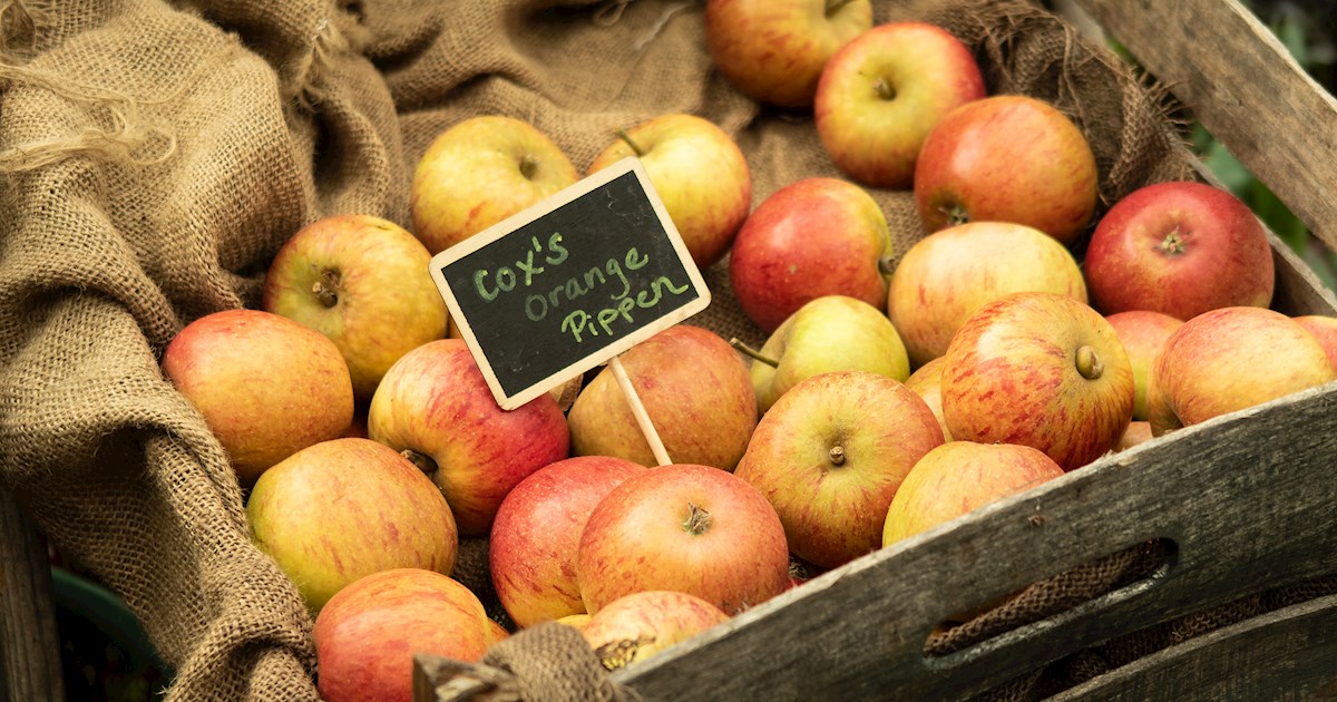 Cox's Orange Pippin Apples | Local Apple Variety From Colnbrook ...