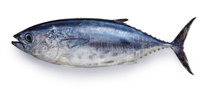Tuna of the World: 7 Tuna Types | TasteAtlas
