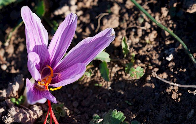 Saffron of the World: 9 Saffron Types | TasteAtlas