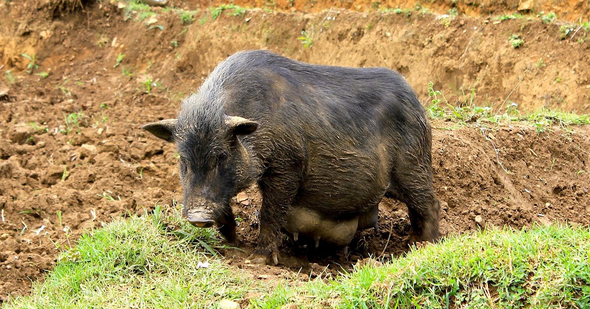 Porks of the World: 25 Pork Types | TasteAtlas
