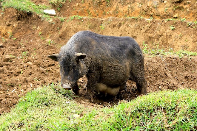 Porks of the World: 26 Pork Types | TasteAtlas