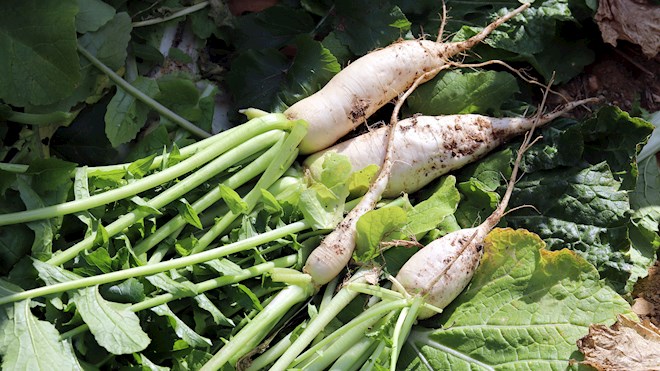 Asian Vegetables: 41 Vegetable Types in Asia | TasteAtlas