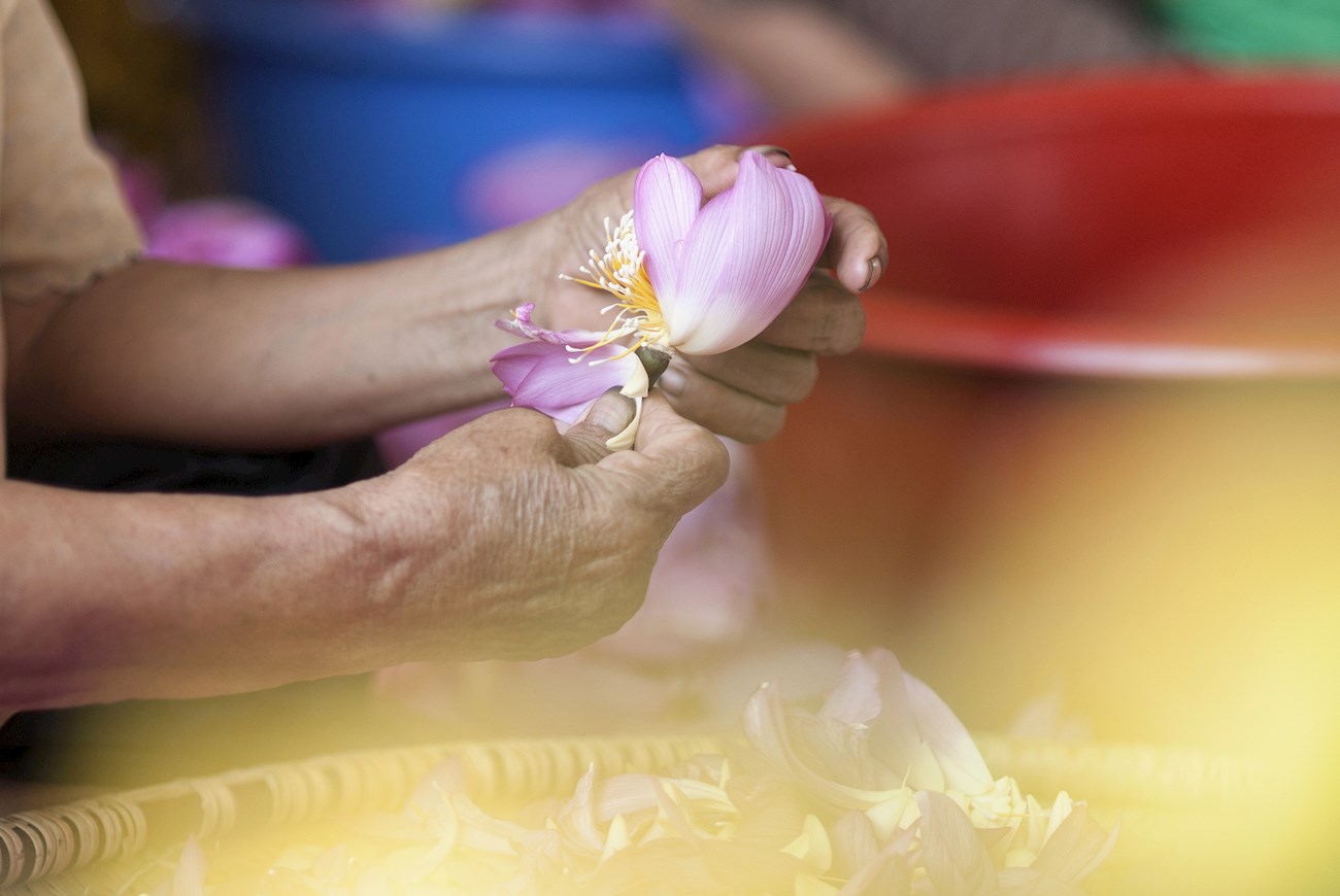 Lotus Tea | Local Tea From Hanoi, Vietnam