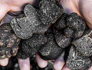 World Truffle Map | 11 World Truffles | TasteAtlas