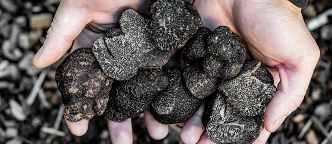 Truffles of the World: 14 Truffle Types | TasteAtlas