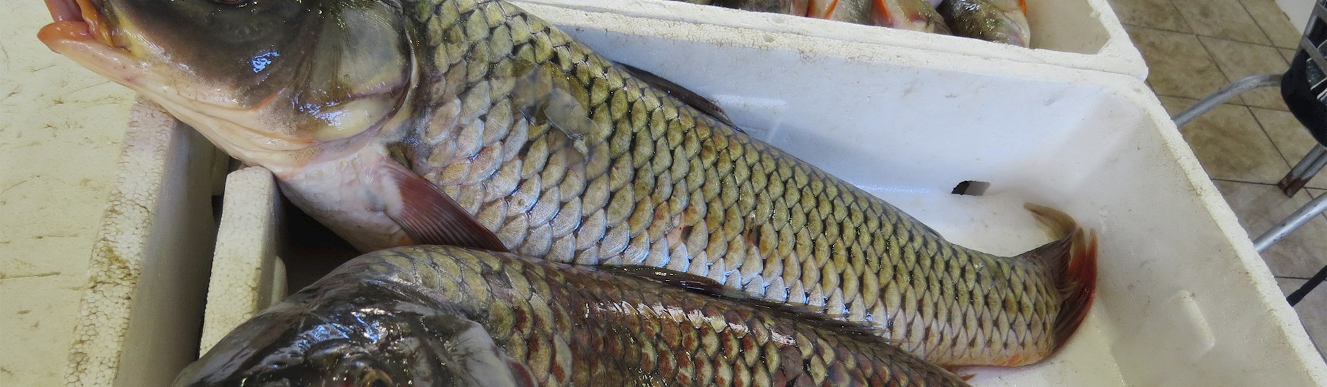 3 Best Freshwater Fishes in Southeastern Europe - TasteAtlas