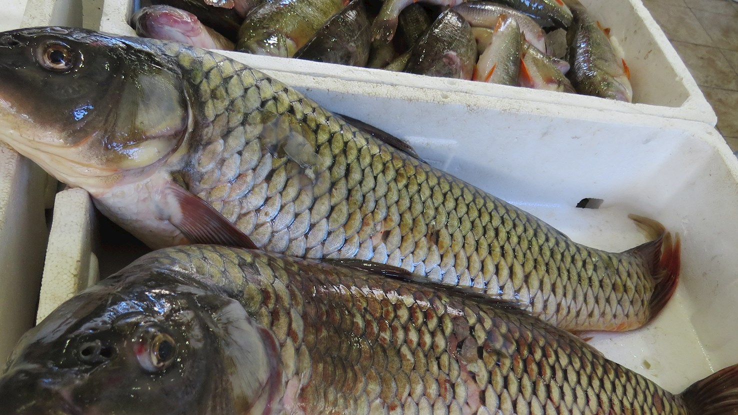 3 Best Freshwater Fishes in Southeastern Europe - TasteAtlas