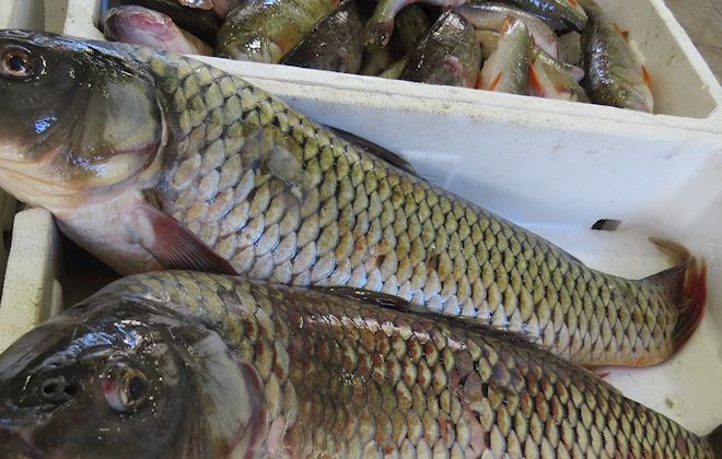 European Freshwater Fish: 31 Freshwater Fish Types in Europe | TasteAtlas