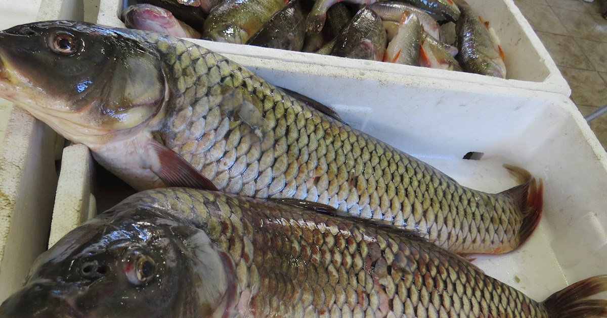 Krap | Local Carp From Montenegro, Southeastern Europe