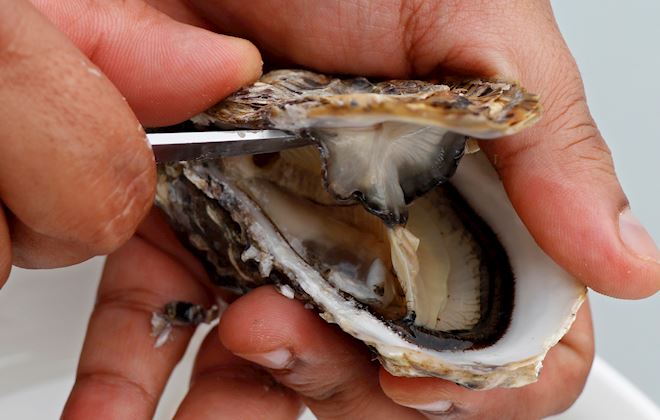 Shellfish of the World: 47 Shellfish Types | TasteAtlas