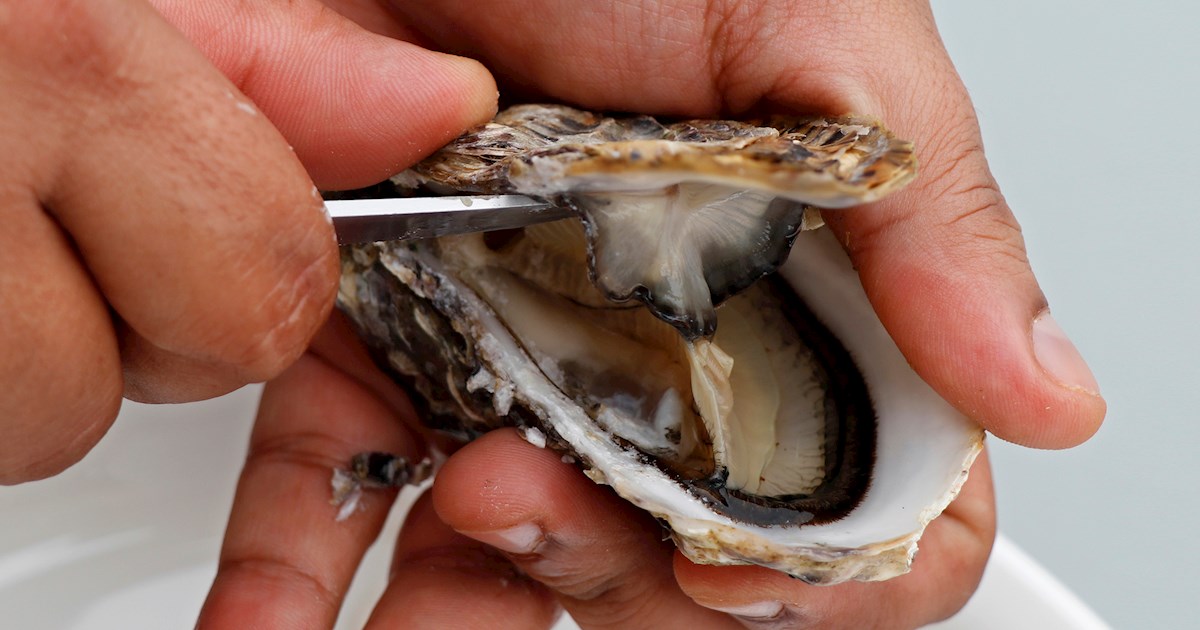 Huîtres de Belon | Local Oysters From Finistère, France