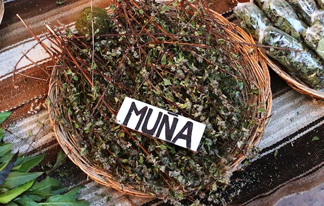 Herbs of the World: 18 Herb Types | TasteAtlas