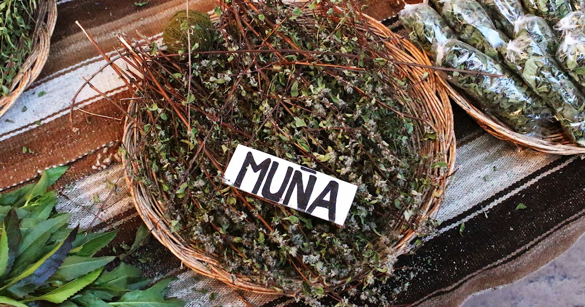 Muña Muña | Local Herb From Córdoba Province, Argentina