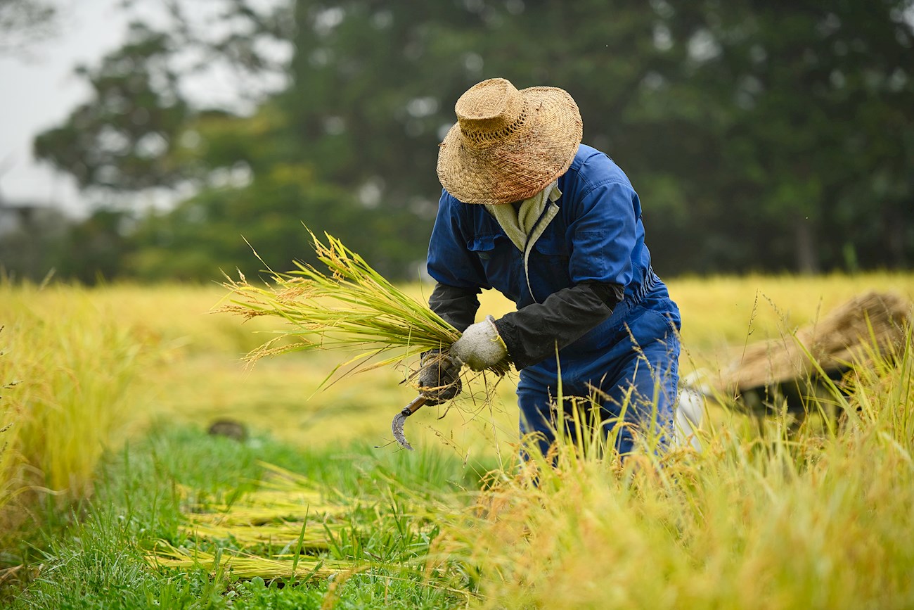 Koshihikari | Local Rice From Japan