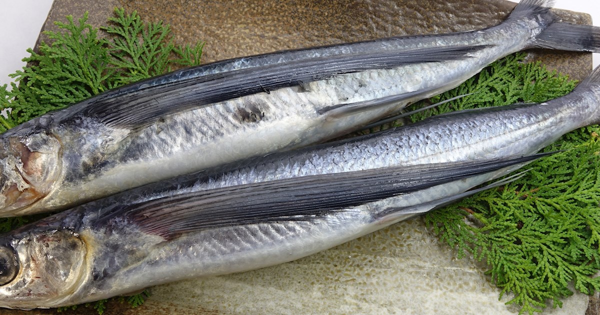Fourwing Flying Fish | Local Flying Fish From Barbados, Caribbean